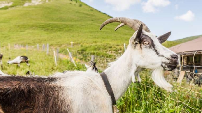 La puzza d'ascelle sa di capra - Tgcom24