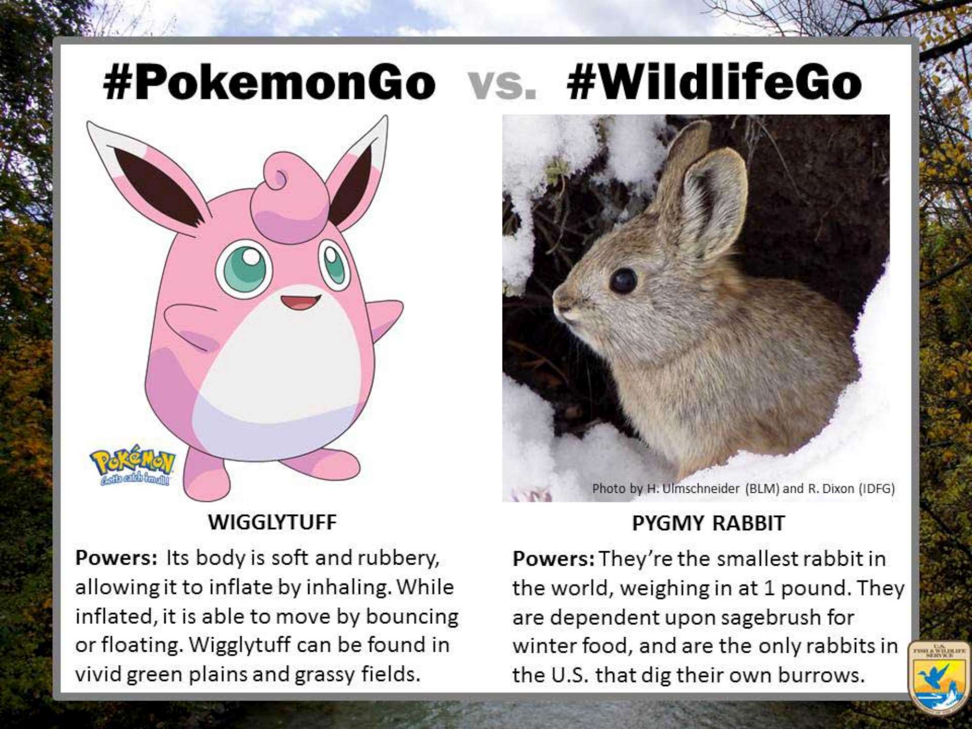 Pokémon, pesci e animali: la grande famiglia della "vita selvaggia ...