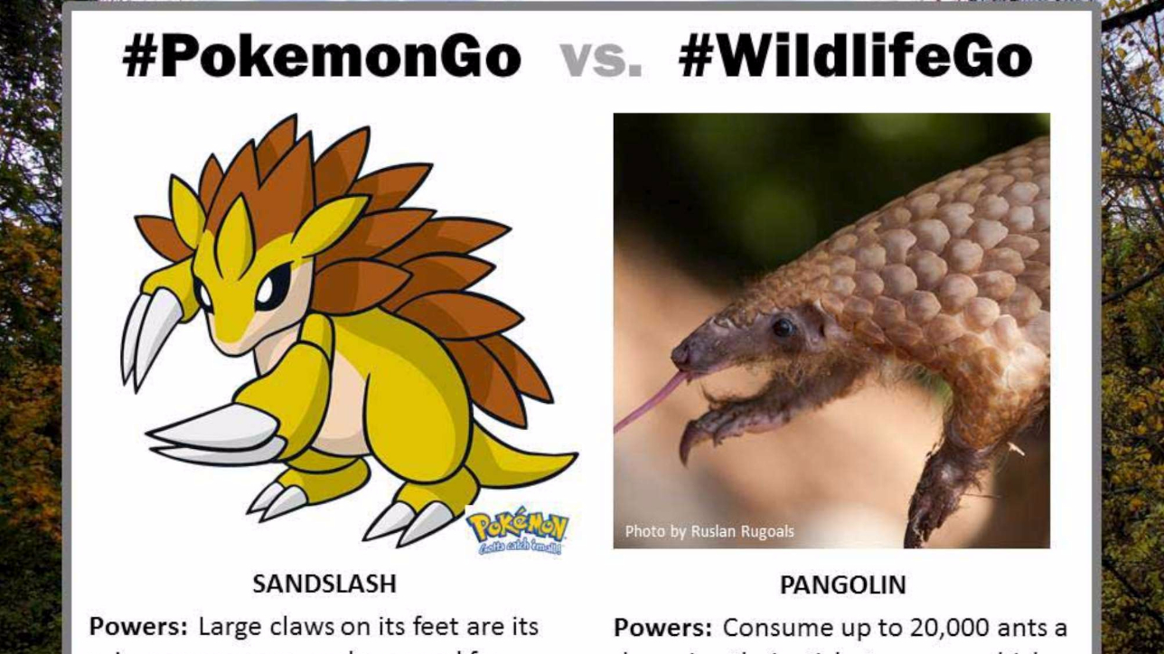 Pokémon, pesci e animali: la grande famiglia della "vita selvaggia ...