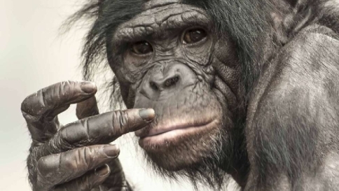 Il lato umano delle scimmie nei ritratti del fotografo Graham McGeorge